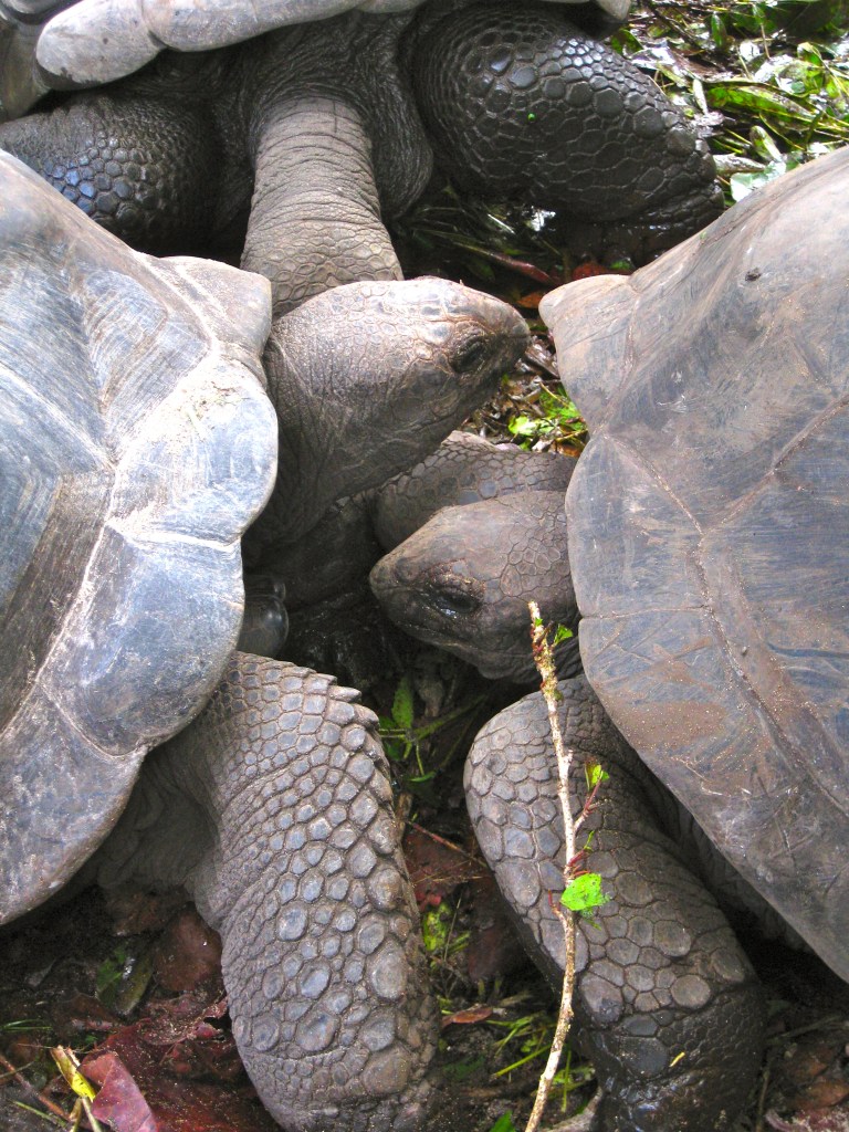 Ash sells seashells on the Seychelles shore – Ashley Harrell